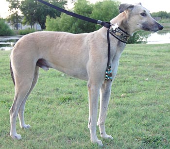 Available from Greyhounds Unlimited - Alaska