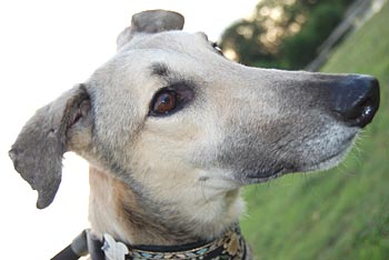 Available from Greyhounds Unlimited - Alaska
