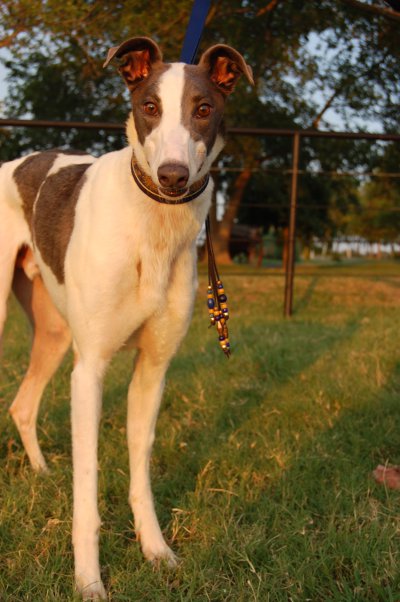 Available from Greyhounds Unlimited - Ducane