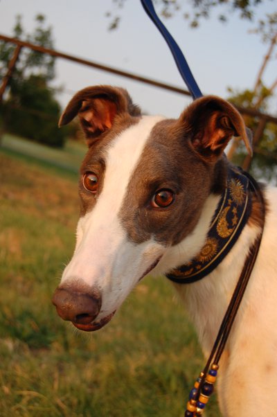Available from Greyhounds Unlimited - Ducane