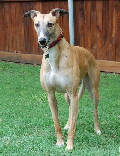 Available from Greyhounds Unlimited - Gypsy