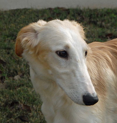 Greyhounds Unlimited