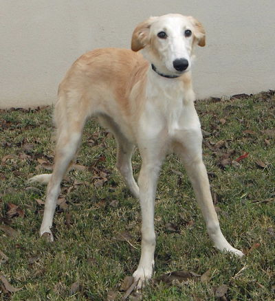 Borzoi Whippet Mix