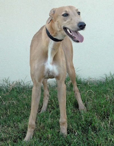 Blue Fawn Greyhound