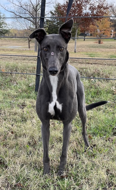 Blue Greyhound Mix