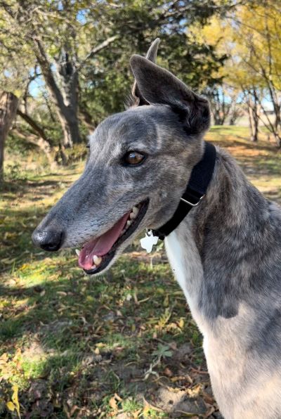 Blue Brindle Greyhounds