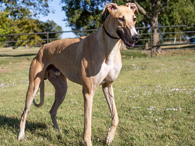 Fawn Greyhounds
