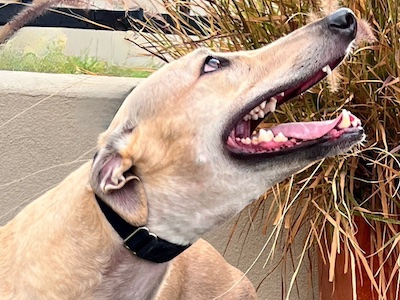 Greyhounds Unlimited