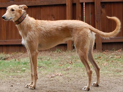 Greyhounds Unlimited